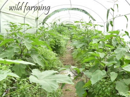 Today at the Wild Farming Pilot #wildfarming : DQ Farm (est. 1991)