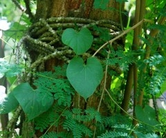 Useful Plants At The Farm - Patawali : DQ Farm (est. 1991)