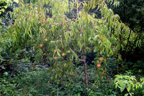 Le temps des récoltes : Sureaux