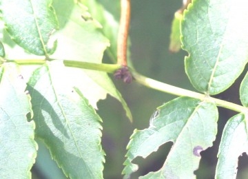 Sureaux, le bourgeon terminal : Sureaux