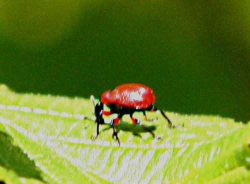 Coléoptère rouge : Sureaux