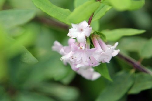 Lonicera syringantha : Sureaux