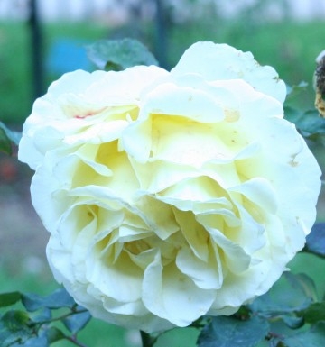 Roses d'automne : Sureaux