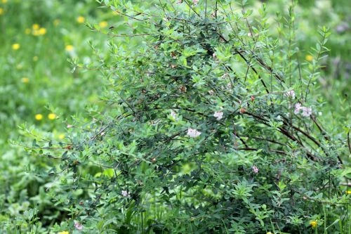 Lonicera syringantha : Sureaux