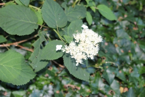 Hydrangea radiata : Sureaux