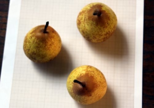 La poire Rocha : Sureaux