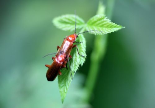 Amours de cantharides : Sureaux