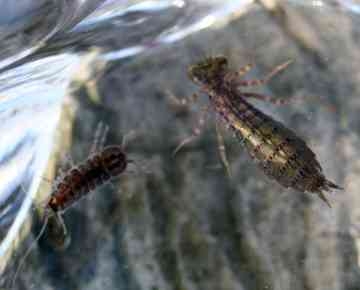 Larve de libellule : Sureaux