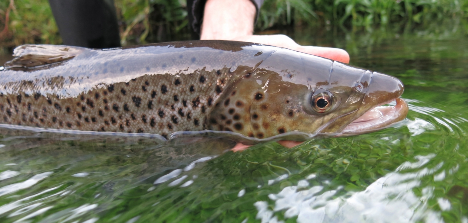 truite de mer - Enjoy Fishing