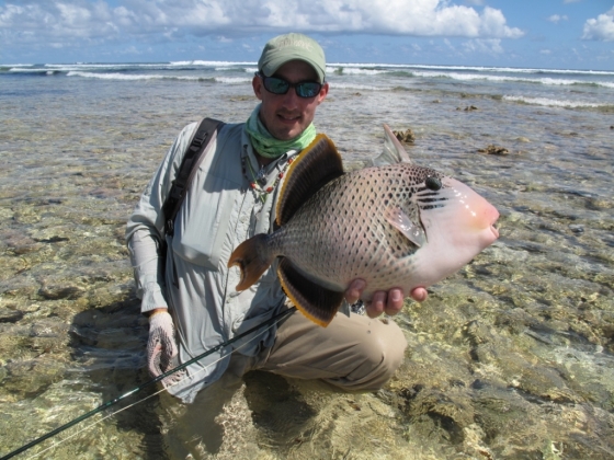 Un jour .. un poisson .. une histoire! Baliste des Seychelles - Enjoy ...