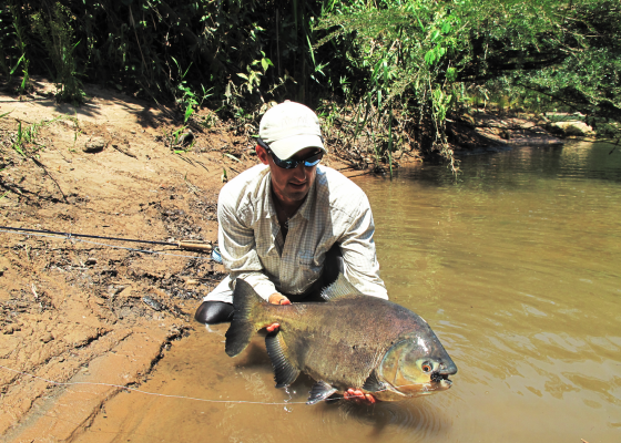 Dents De Poisson Pacu