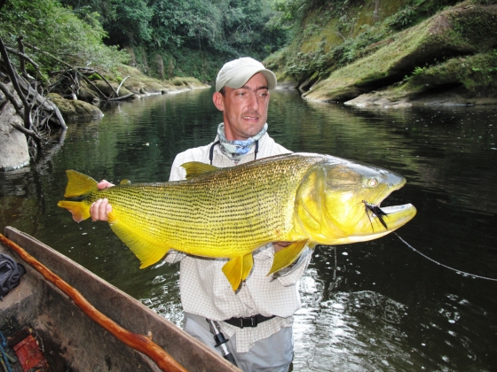 Un jour .. un poisson .. une histoire! Gros dorado à la mouche - Enjoy ...