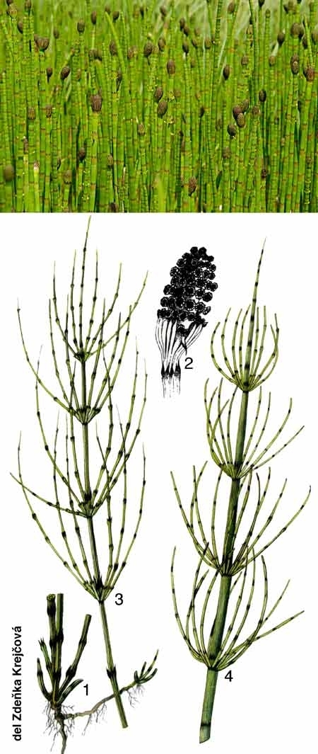 La Prêle des marais : Balades naturalistes