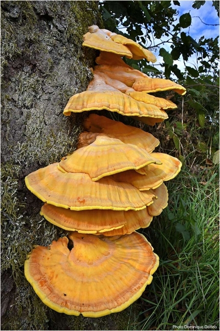 Le Polypore soufré : Balades naturalistes