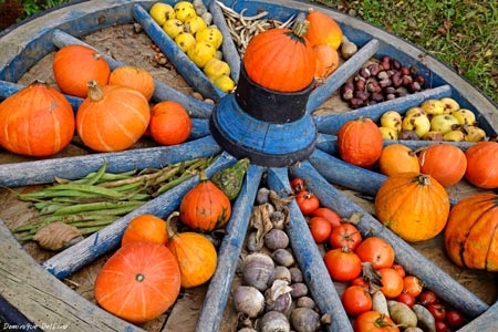 Fruits et légumes d'automne : Balades naturalistes