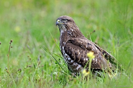 La Buse variable : Balades naturalistes
