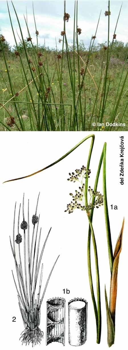 Le Jonc épars : Balades naturalistes