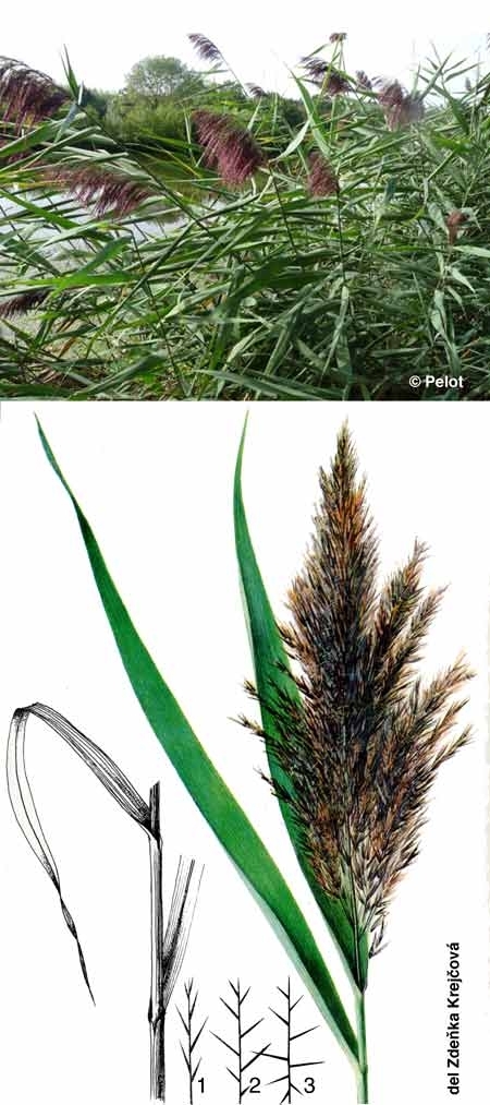 Le Roseau : Balades naturalistes