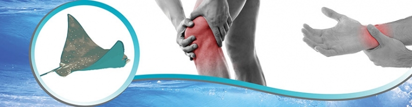 Le Cartilage de raie pour vos articulations