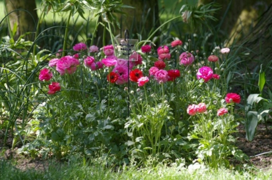 La renoncule des jardins : Côté jardin