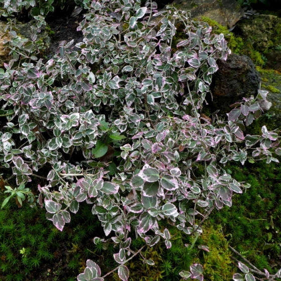 FUSAIN NAIN PANACHE (euonymus...) - FLORE DE SENLISSE