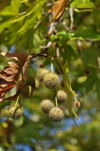 LE PLATANE COMMUN (suite) - FLORE DE SENLISSE