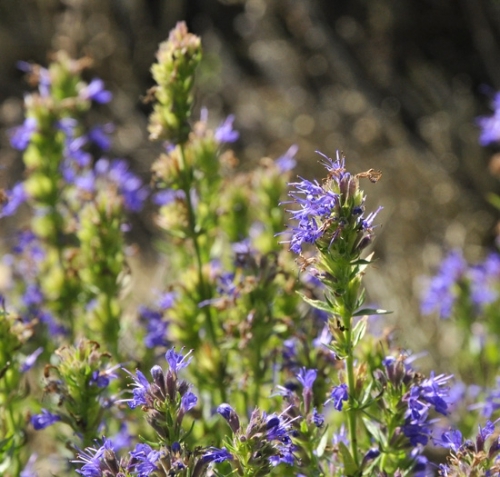 L'HYSOPE (lamiacées) - FLORE DE SENLISSE