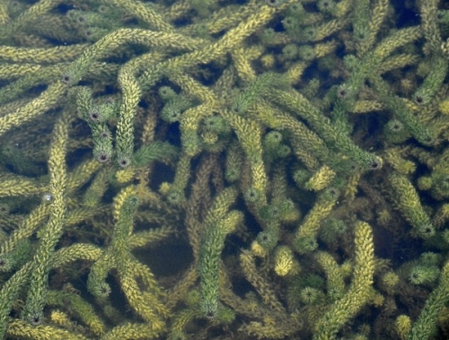 L'ELODEE DU CANADA (hydrocharitacées) - FLORE DE SENLISSE