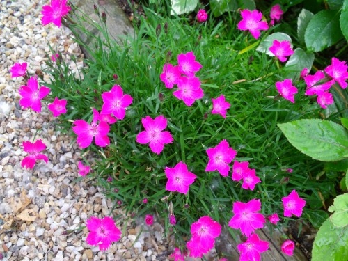 Cinq vivaces roses au printemps.... : le paradis d'une passionnée