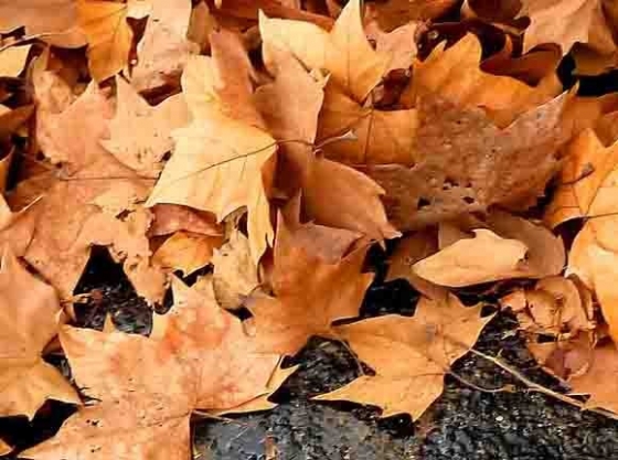 Broum, broum... - les humeurs de nicéphore