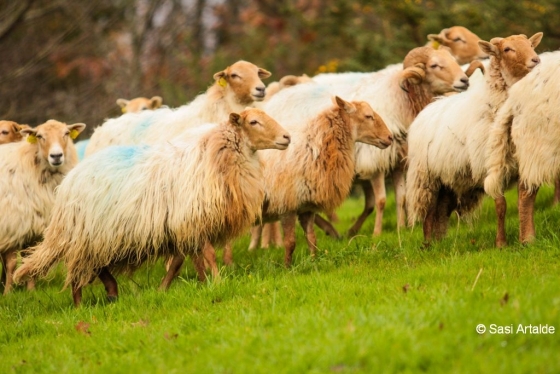 La sasi ardi, une brebis basque qui gagne à être connue - Pays basque à ...